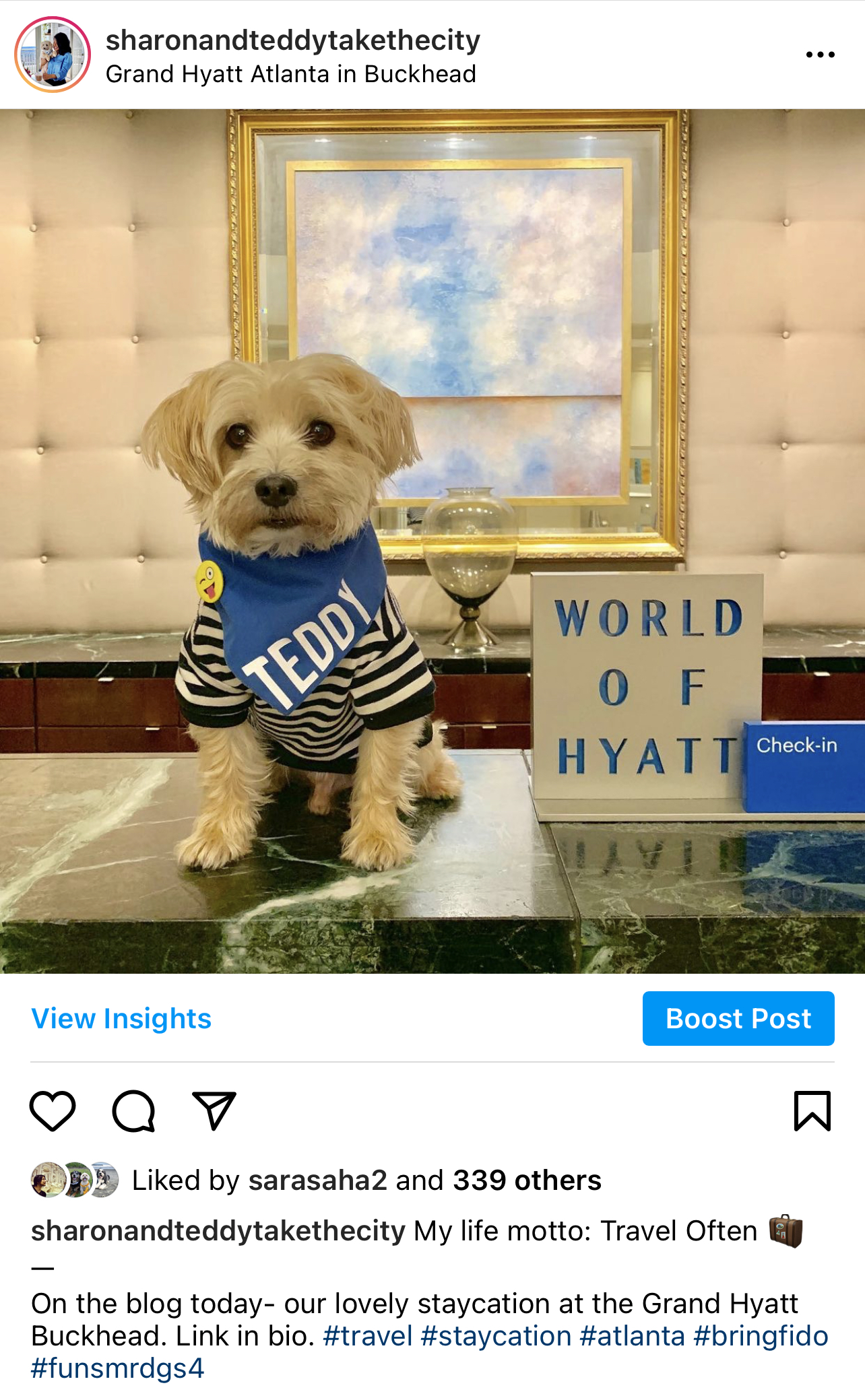 Collaborating With Brands On Instagram As A Dog Lifestyle Influencer ...