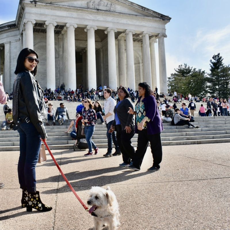 Ultimate Travel Guide To Dog Friendly Washington DC: Plan A Weekend ...