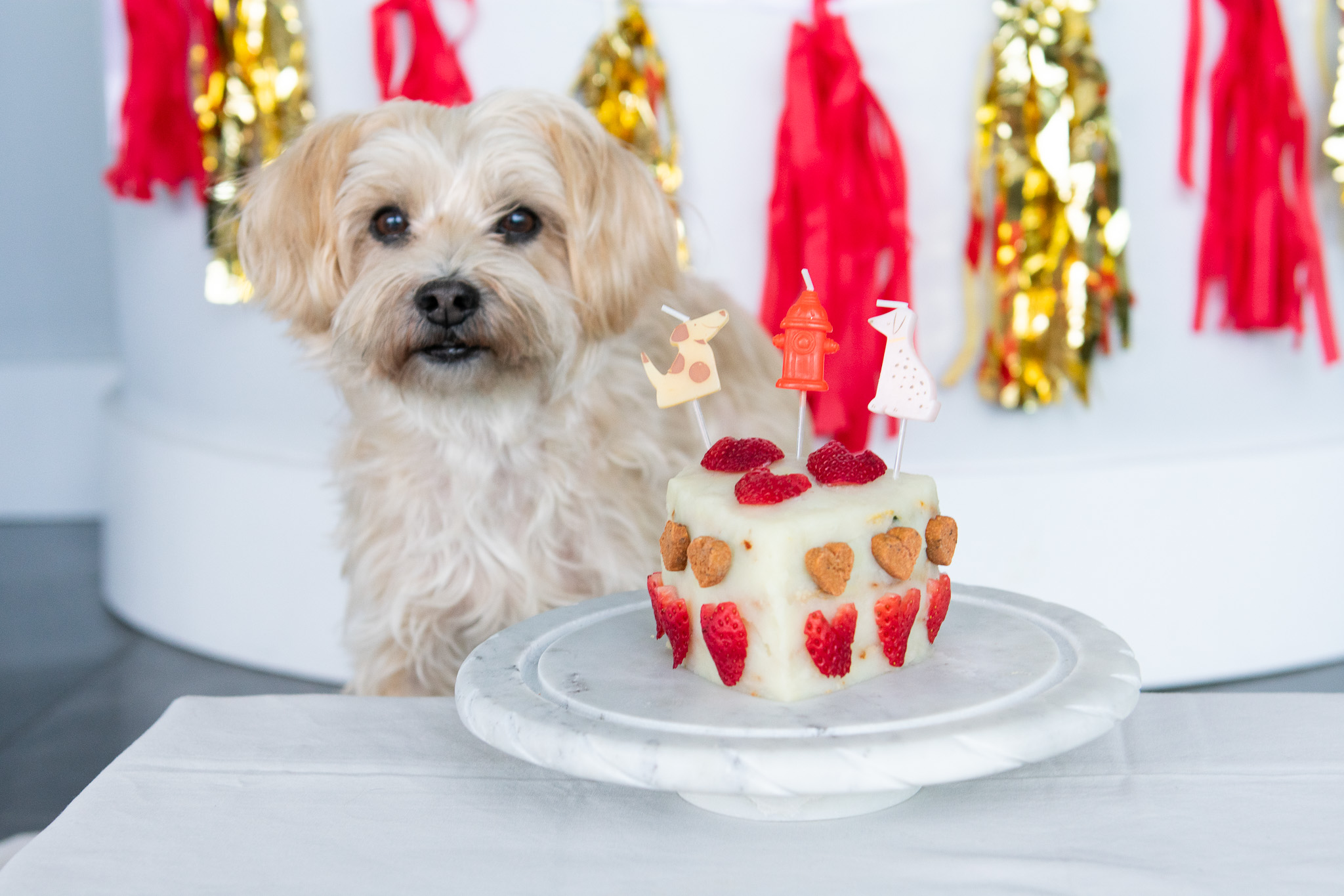The Best Dog Birthday Cake Recipe Made With Meat - Simply Sharon and Teddy